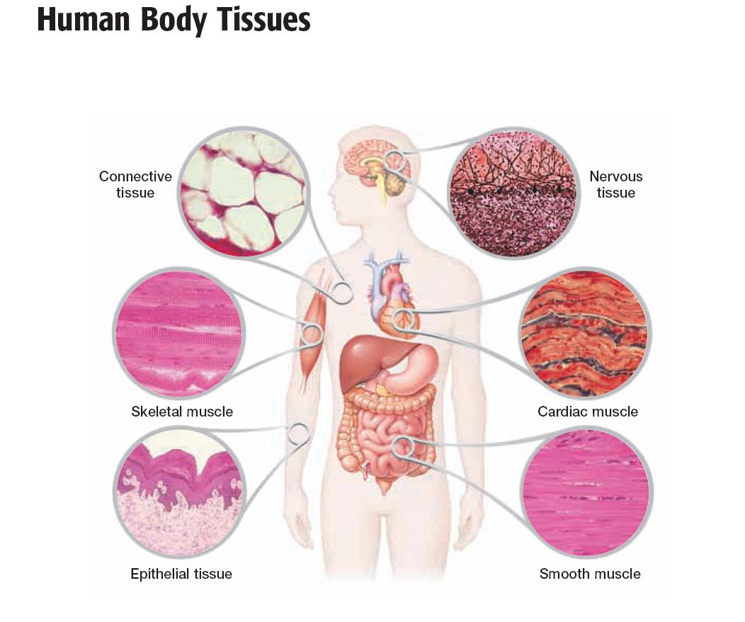  Human Tissues And Their Functions 4 Important Types Of Tissue In 