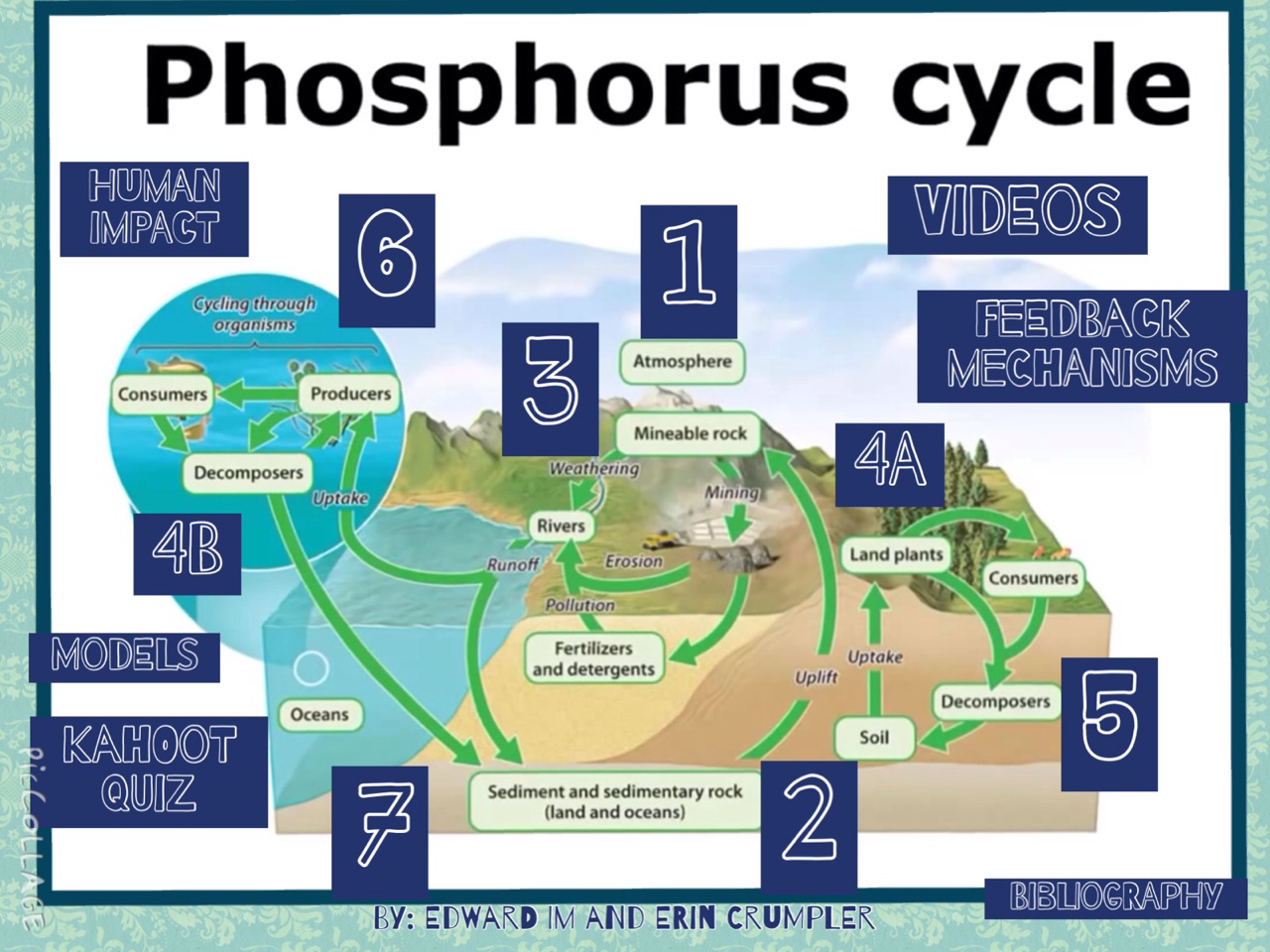 Phosphorus Cycle