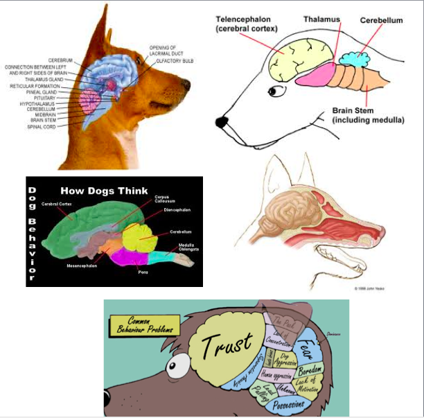 Dog Brain
