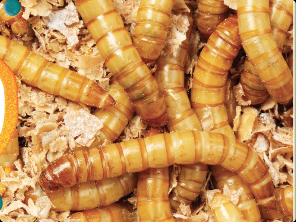 Mealworms