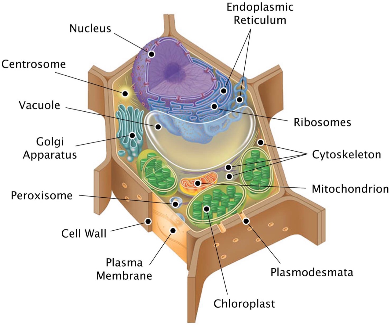 Cytoskeleton In Plant Cell
