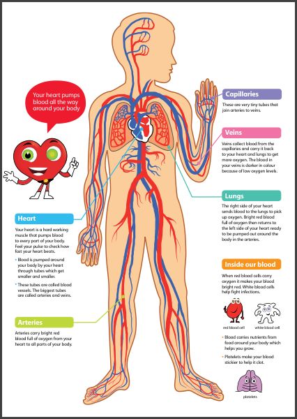 Circulatory System For Grade 6