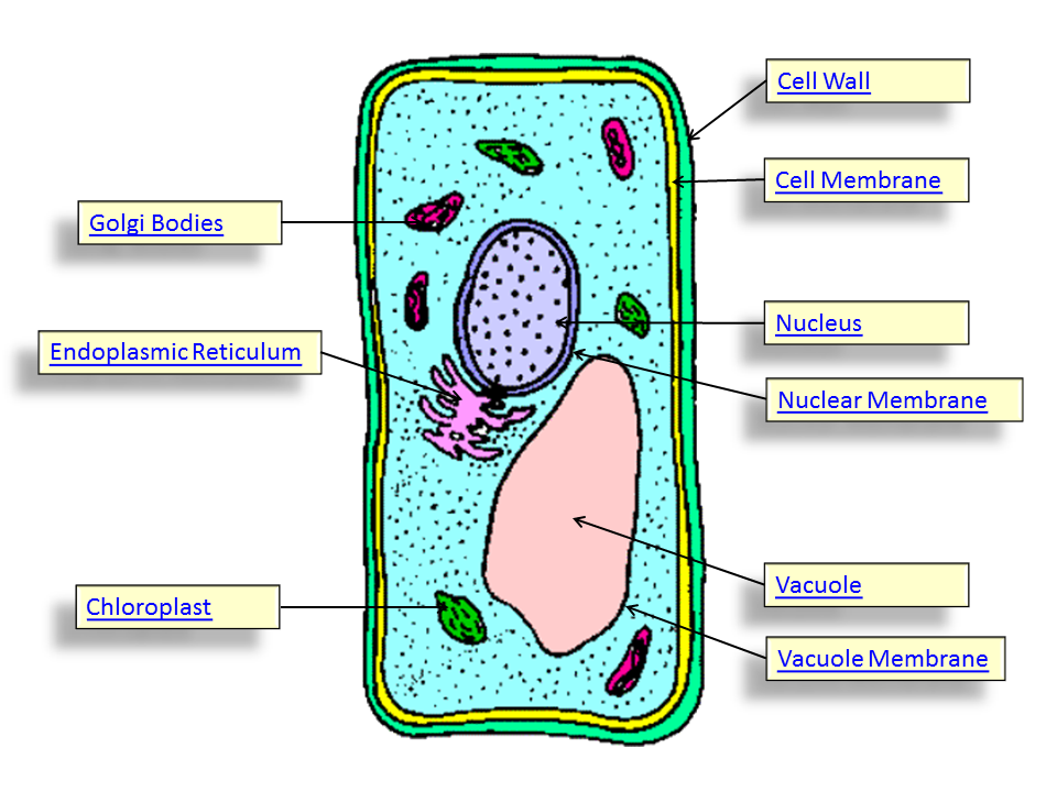 Plant Cell Nucleus Clipart