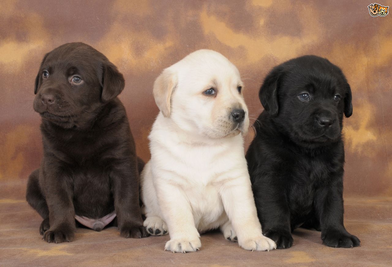 What Color Will Labrador Puppies Be