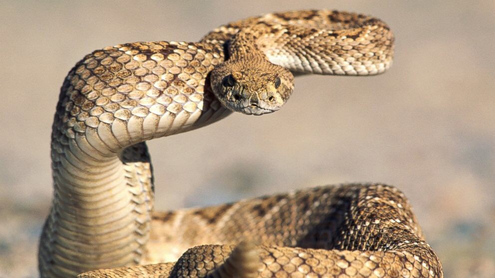 Atacama Desert Snakes