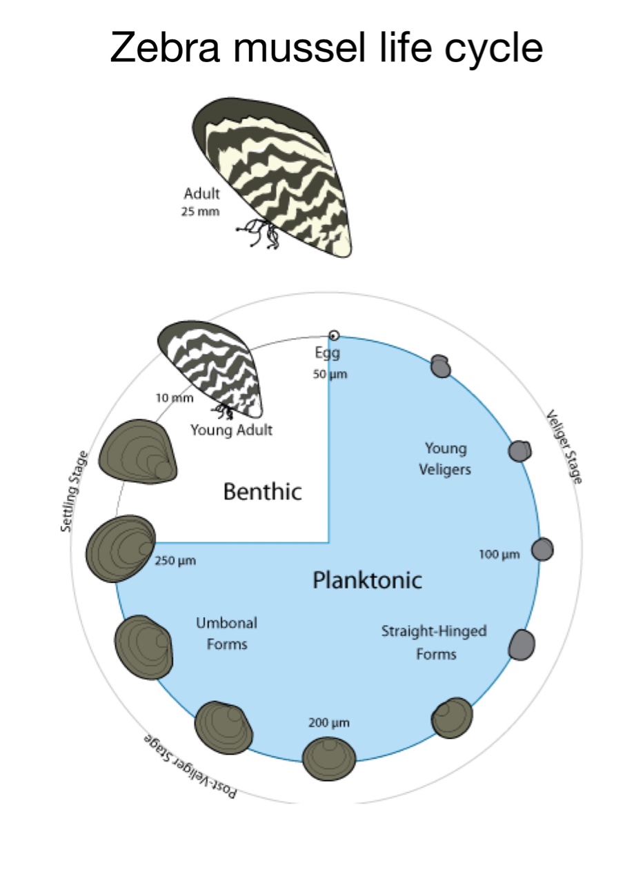 Life Cycle Of Oedogonium With Diagram