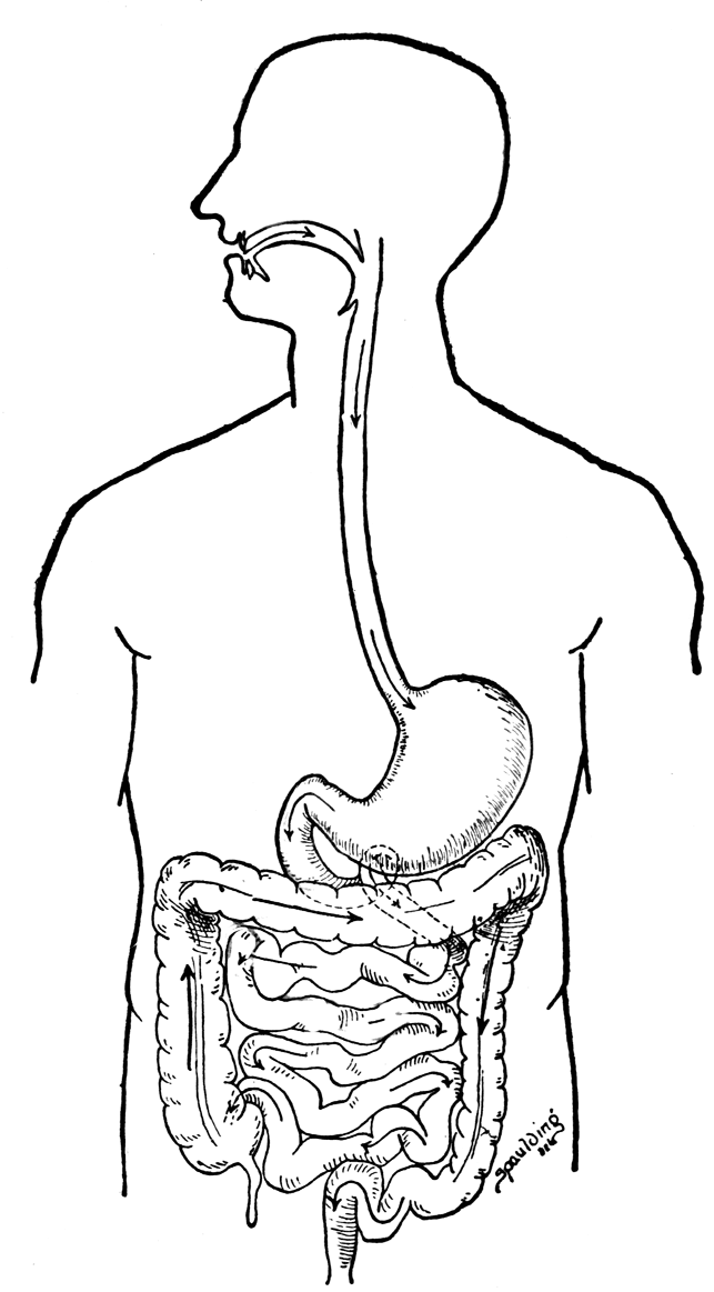 Digestive System Colouring Worksheet Coloring Page Digestive System Colouring Worksheet Coloring Page