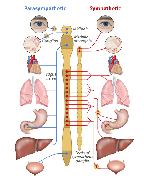 Parasympathetic Chain