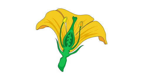 Unlabeled Flower Structure | Best Flower Site