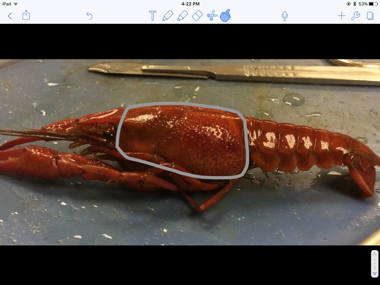 Cephalothorax Crayfish