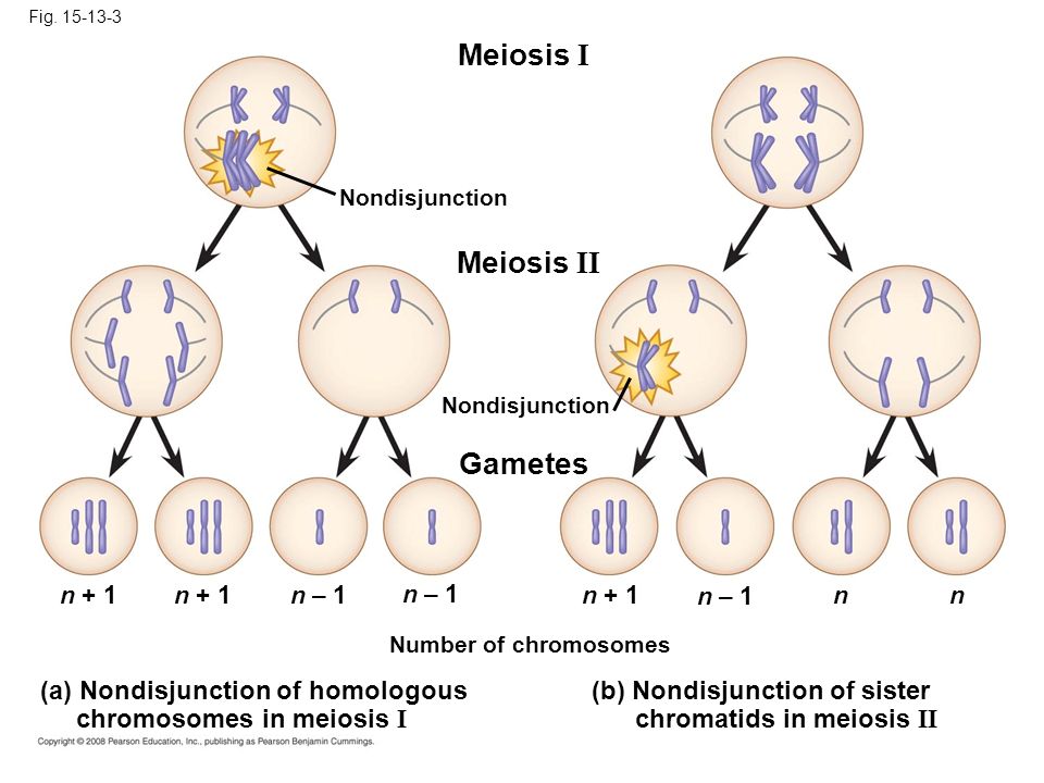 Meiotic Nondisjunction
